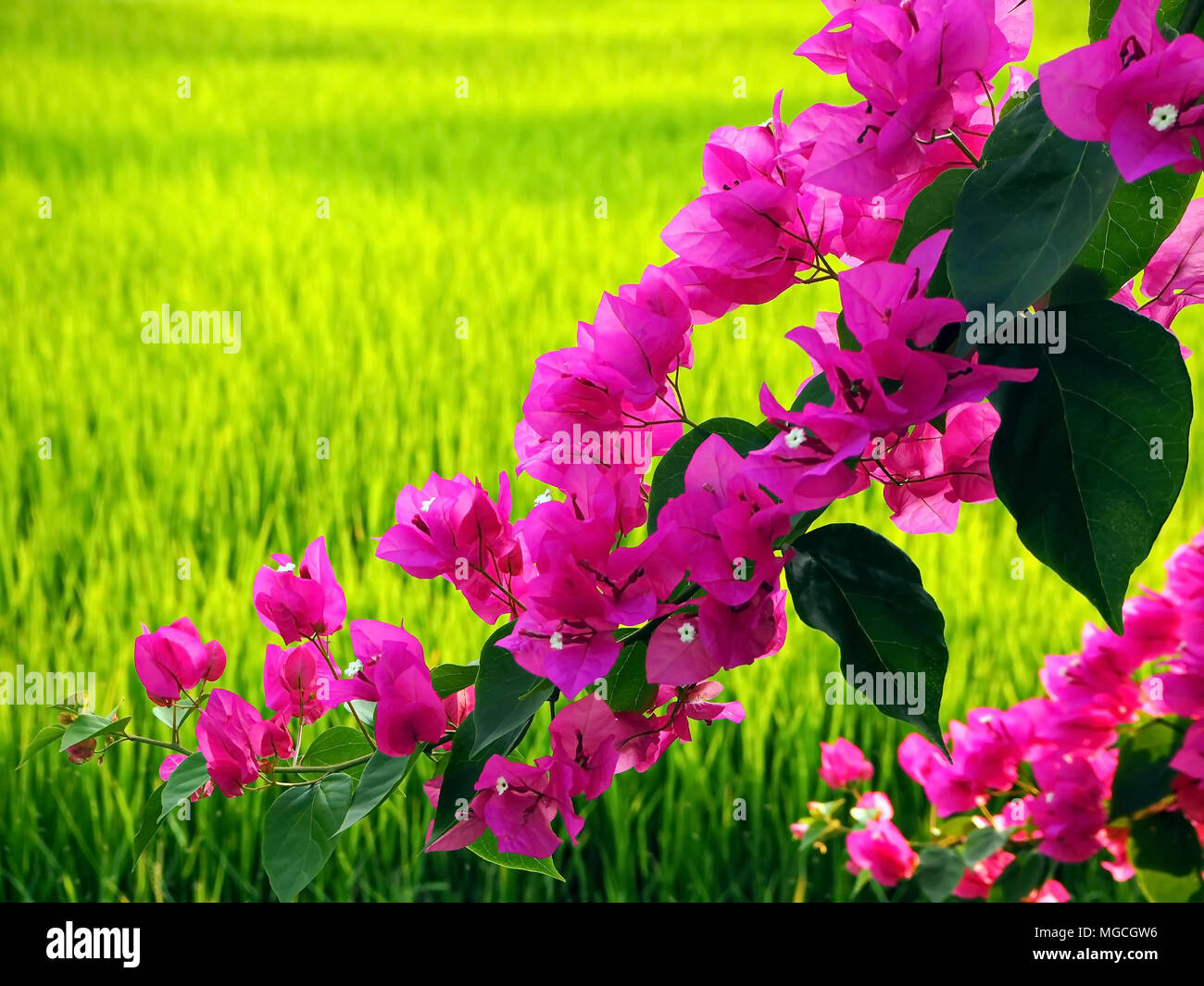 Vibrant green holiday background hi-res stock photography and images ...