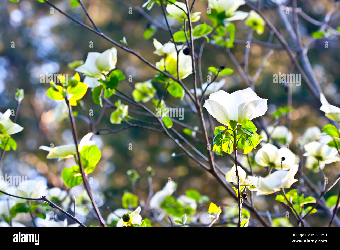 Spring transparent hi-res stock photography and images - Alamy