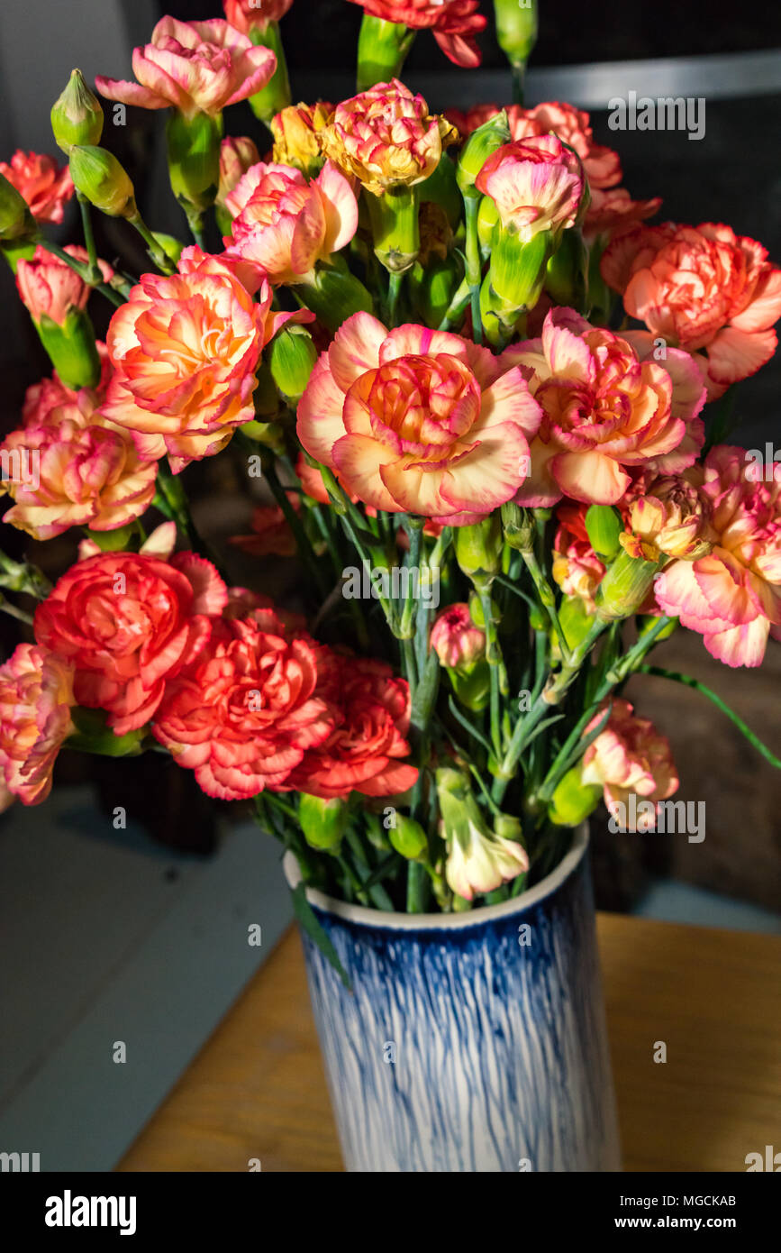 Carnations plant hi-res stock photography and images - Alamy