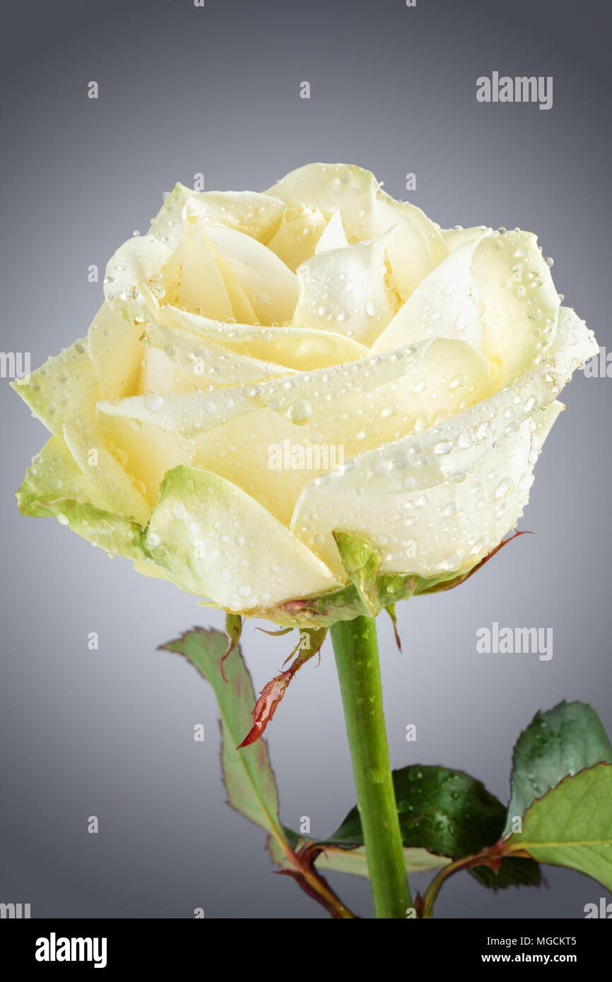 White Rose with drops Stock Photo - Alamy