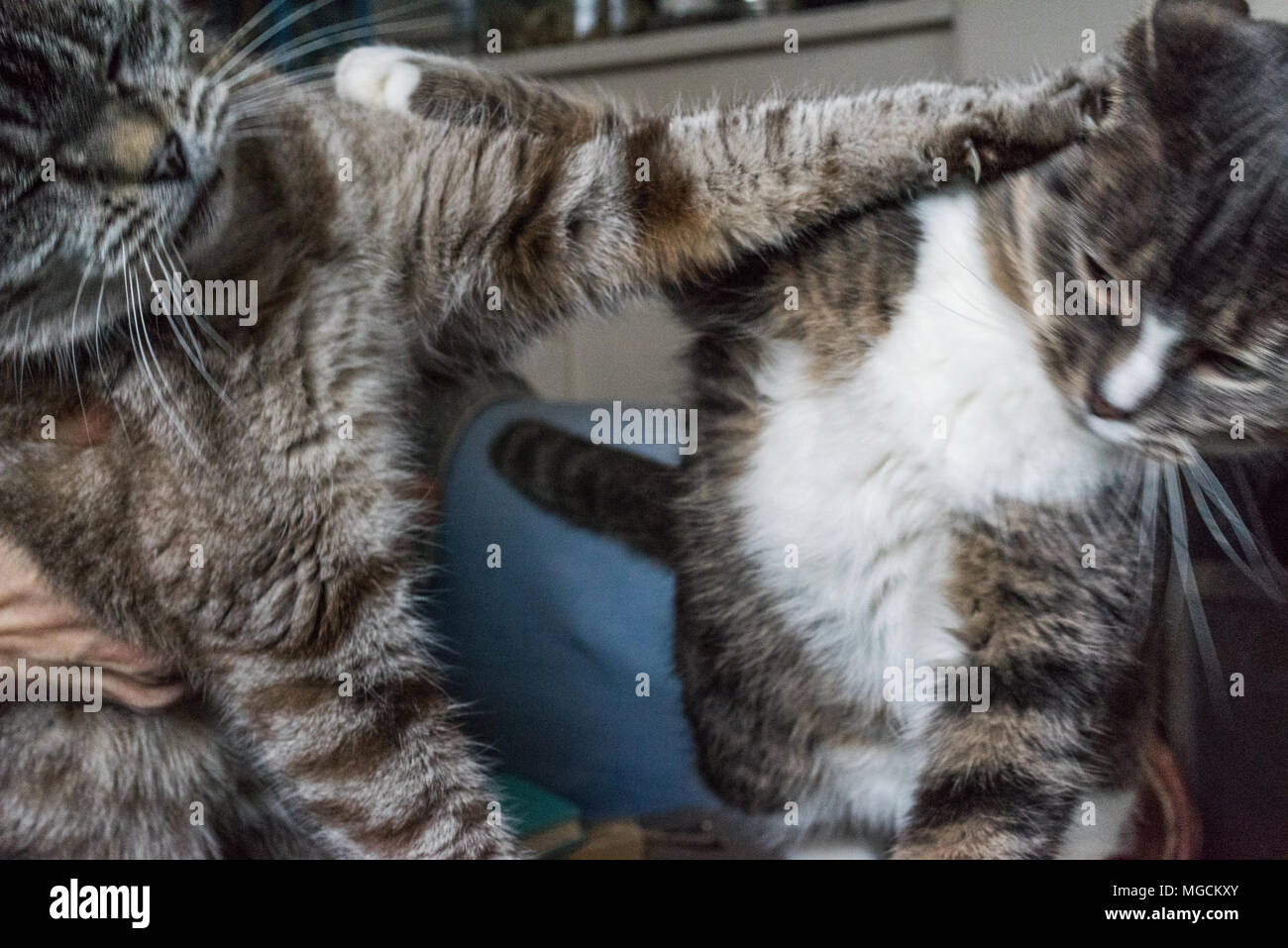 Two cats fighting Stock Photo - Alamy