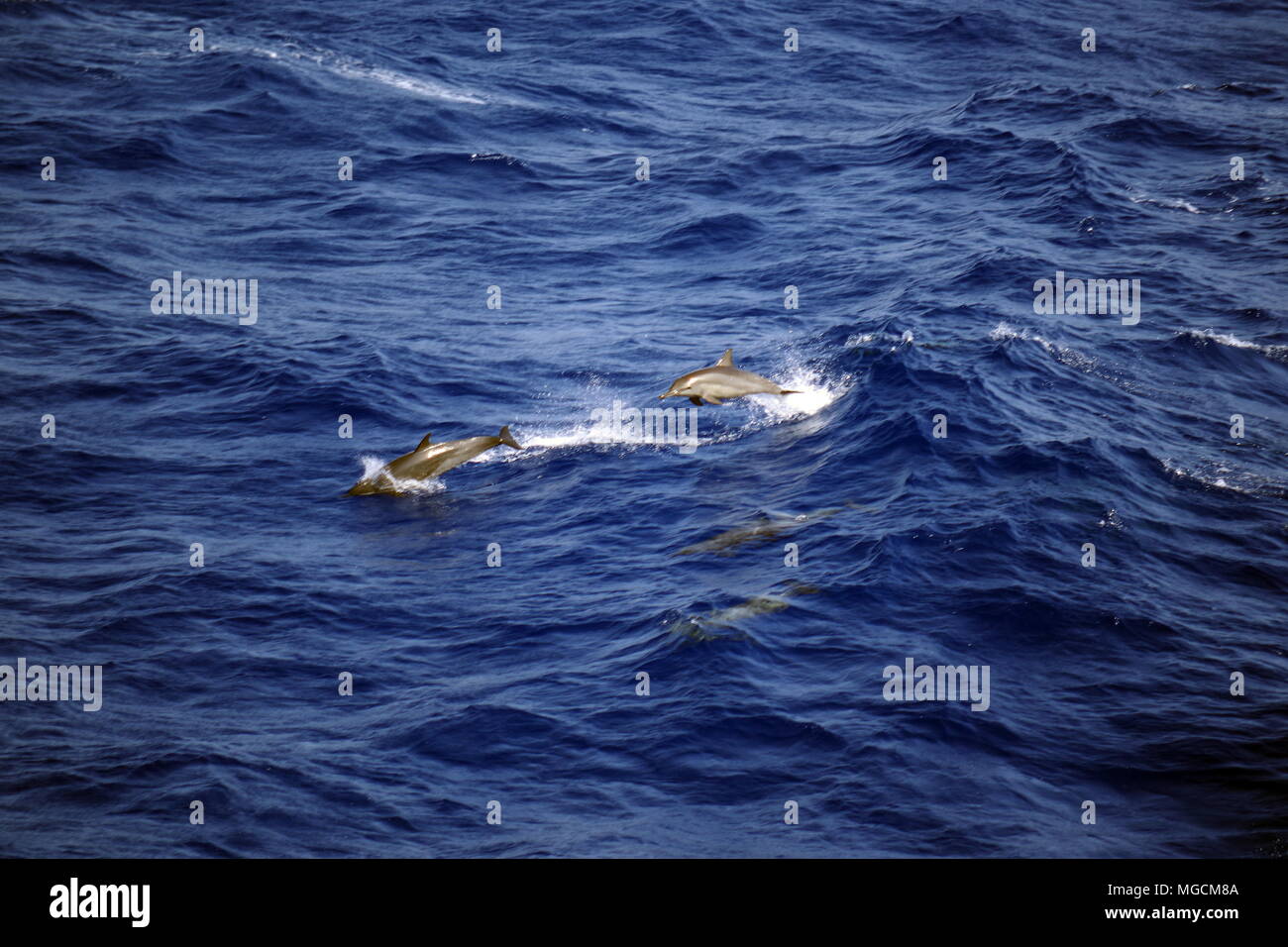Arabian sea dolphins hi-res stock photography and images - Alamy