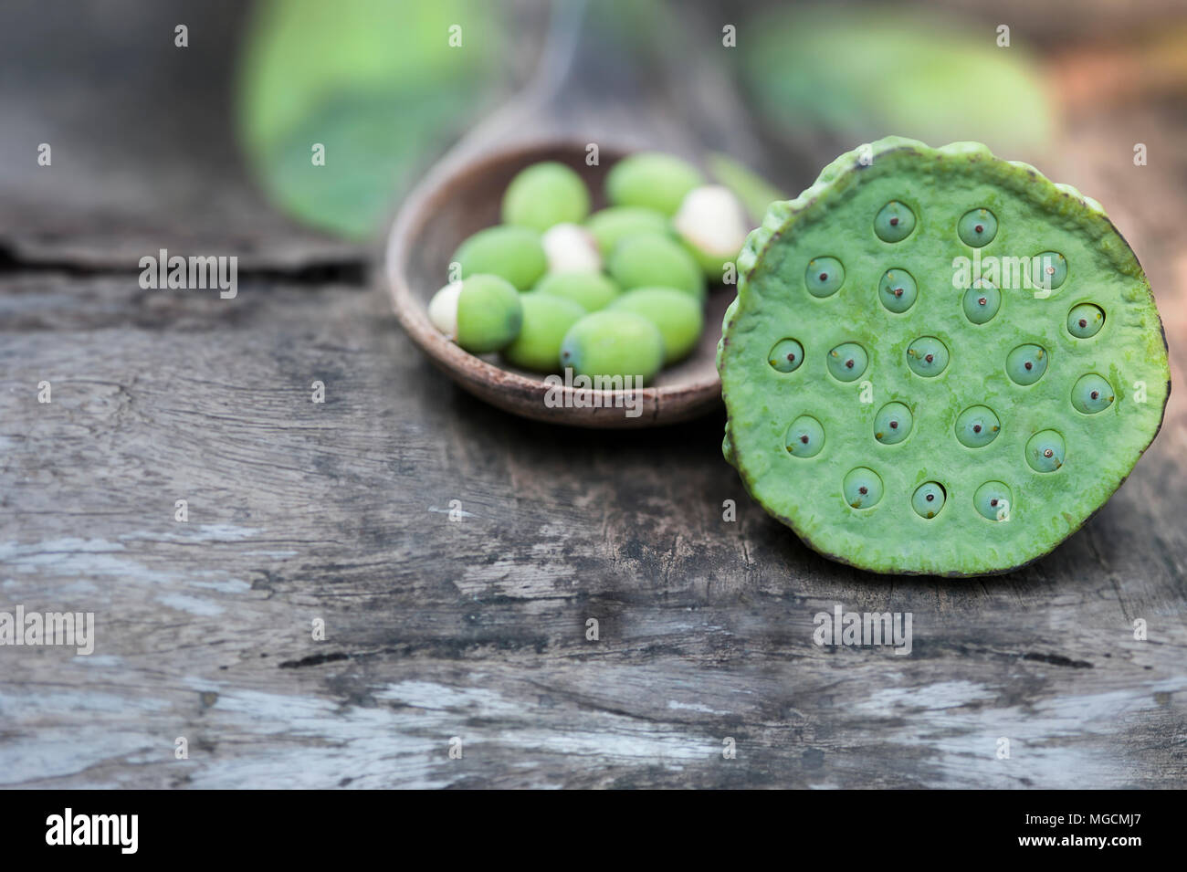 Lotus seed or lotus nut. The traditional Chinese and Indian medicine ...