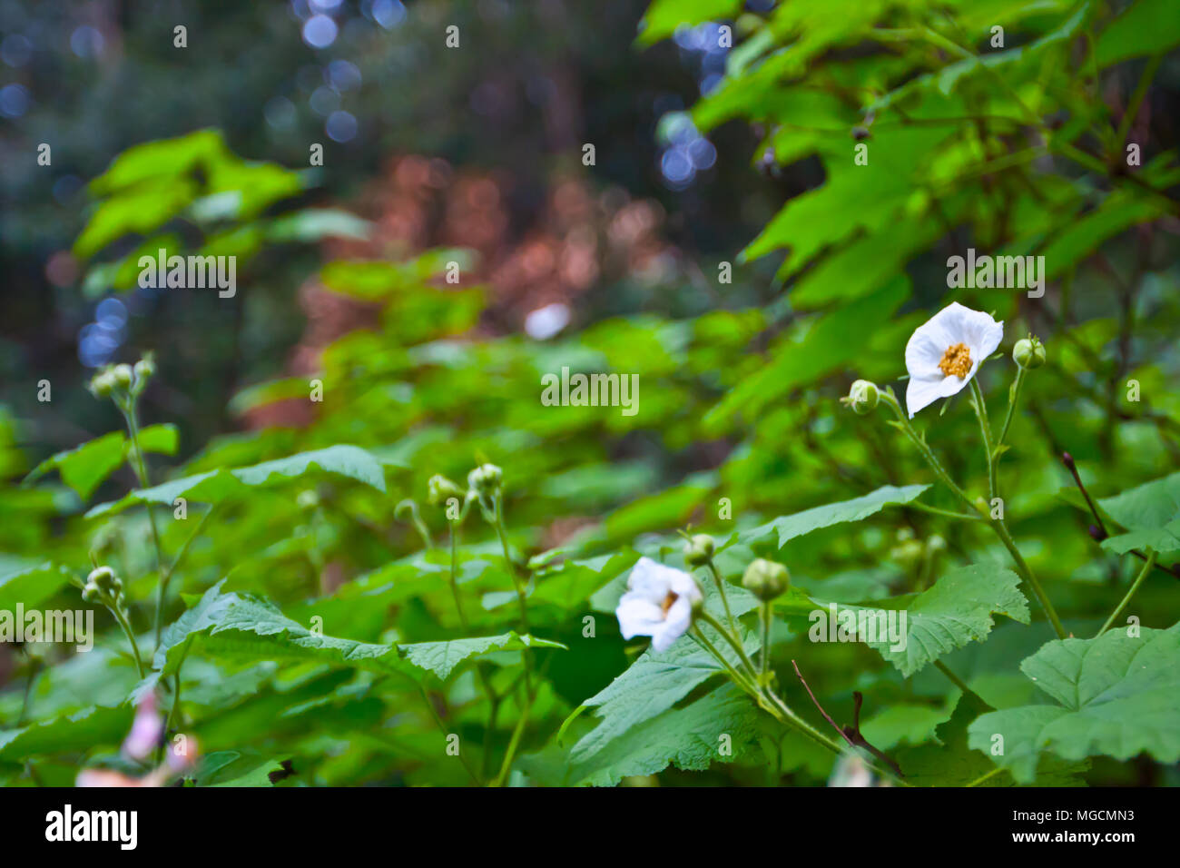 Spring White Wild Berry Flower Stock Photo - Alamy