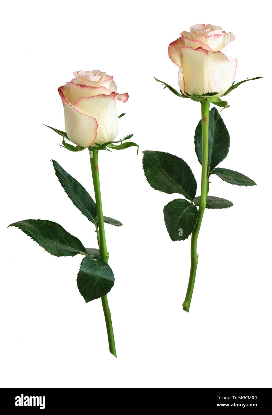 Rose collection on white Stock Photo - Alamy