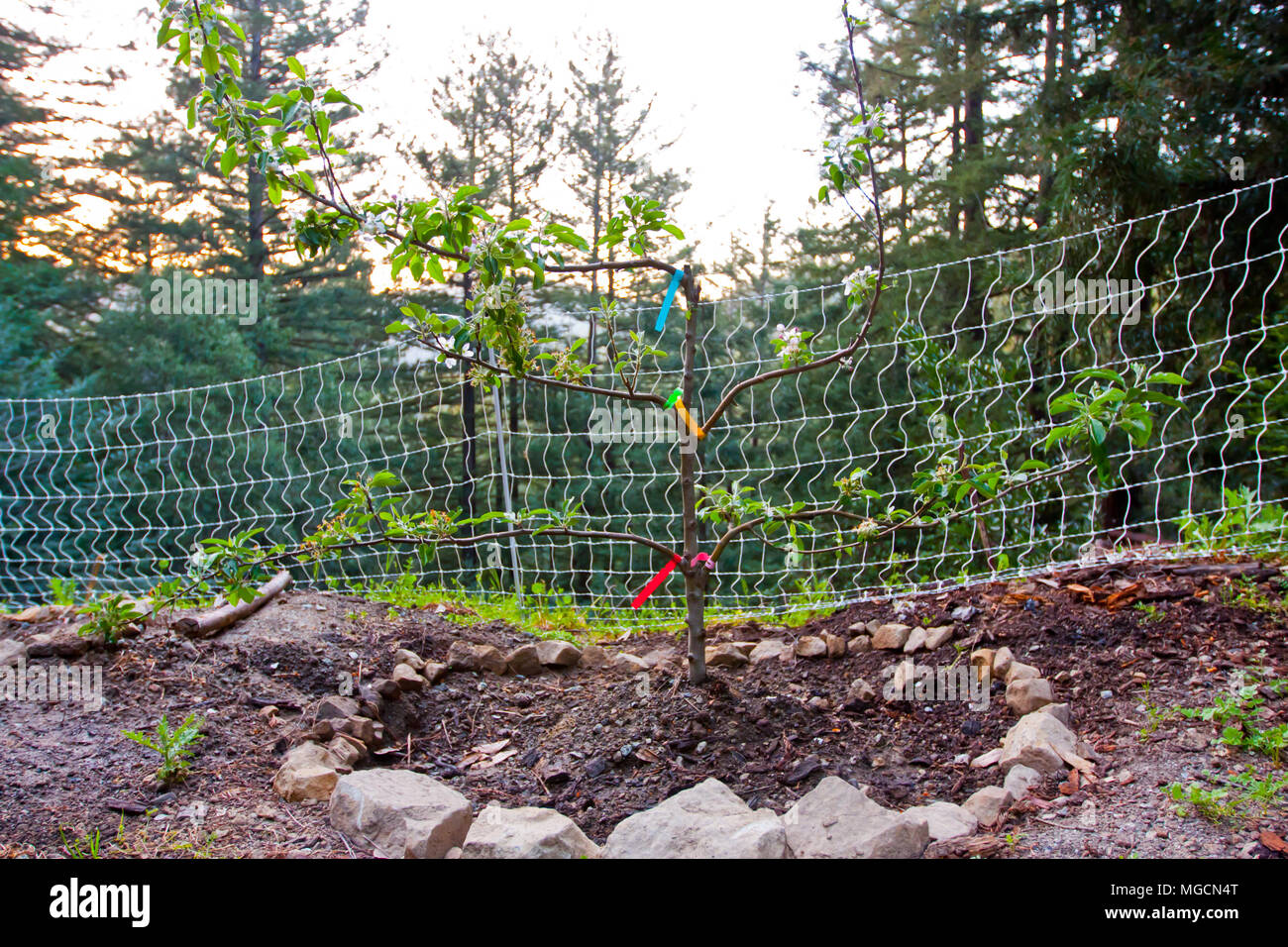 Planting Apple Tree High Resolution Stock Photography and Images - Alamy