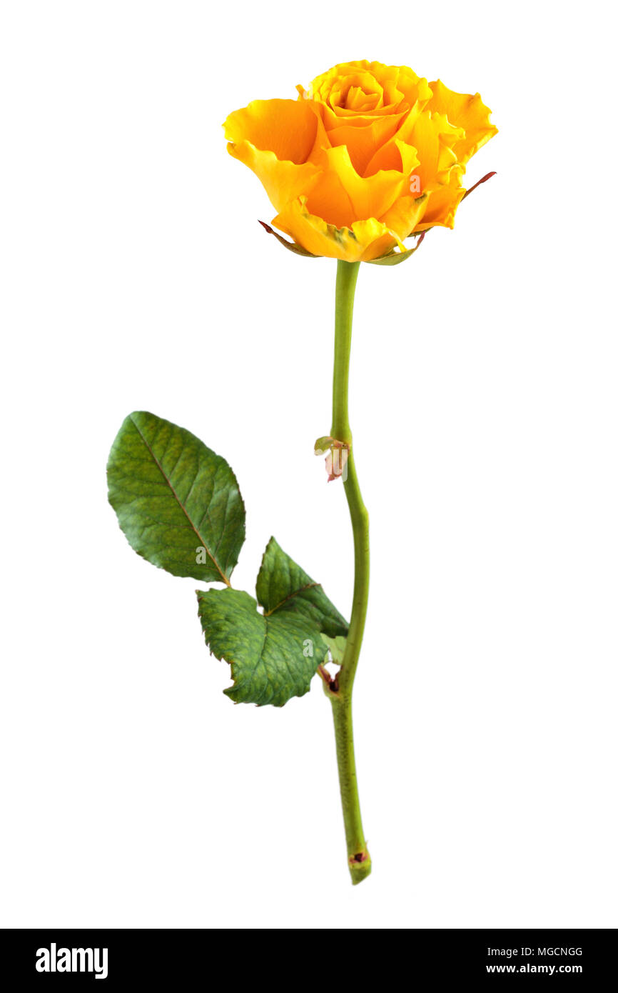 Macro yellow rose Cut Out Stock Images & Pictures - Alamy