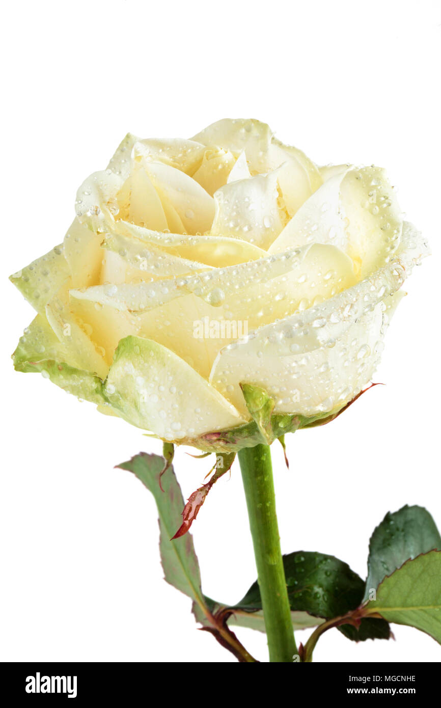 Wet drop Cut Out Stock Images & Pictures - Alamy