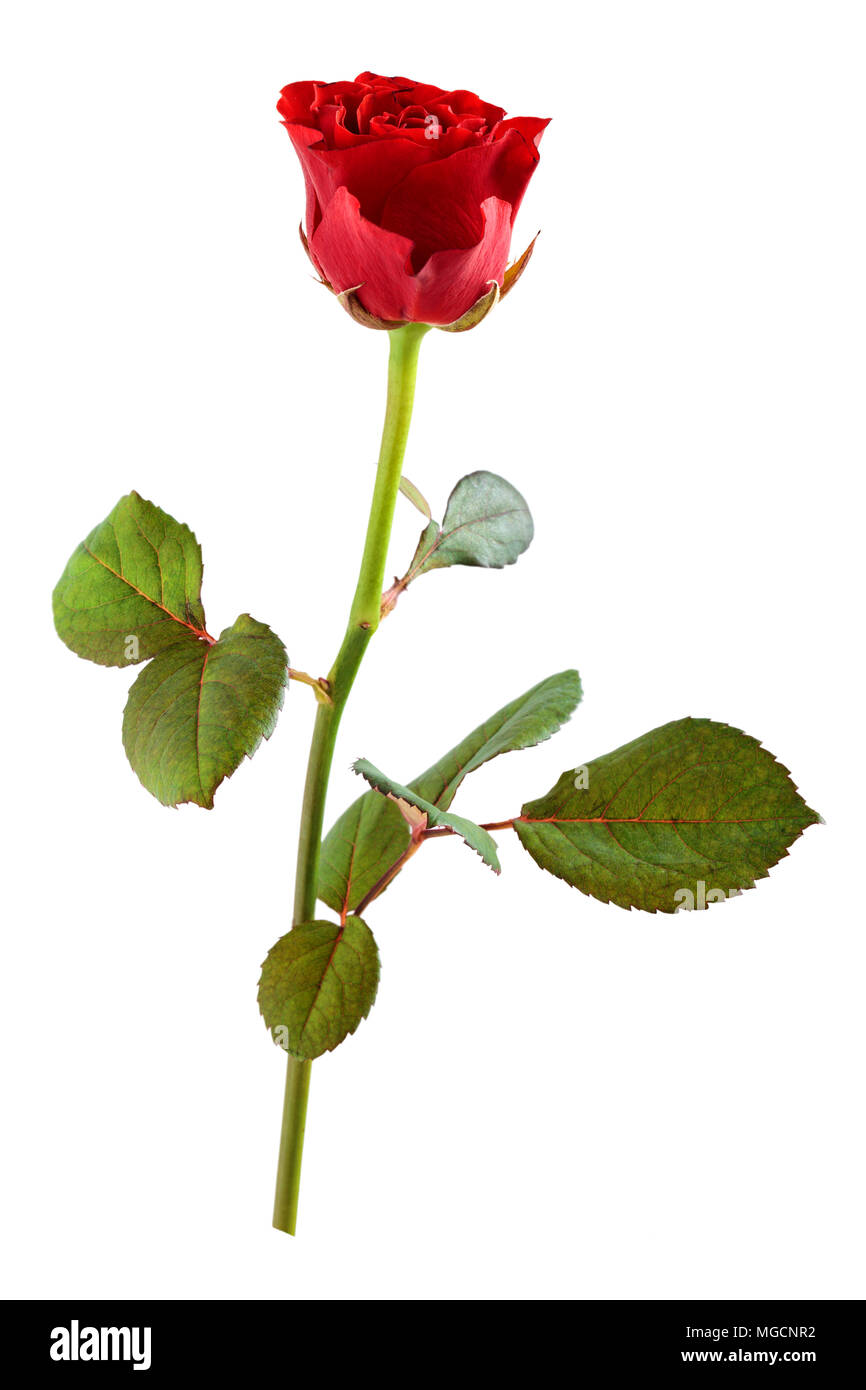 Collage beautiful red rose macro hi-res stock photography and images ...