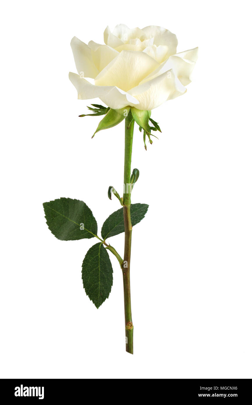 Rose on white Cut Out Stock Images & Pictures - Alamy