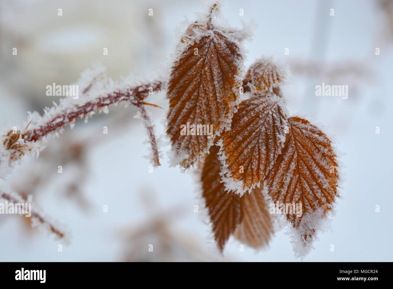 Elm leaf frost hi-res stock photography and images - Alamy