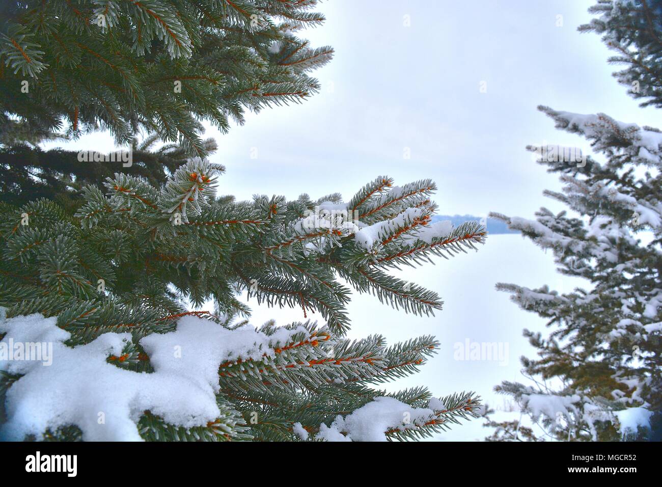 Blue spruce tree hi-res stock photography and images - Alamy