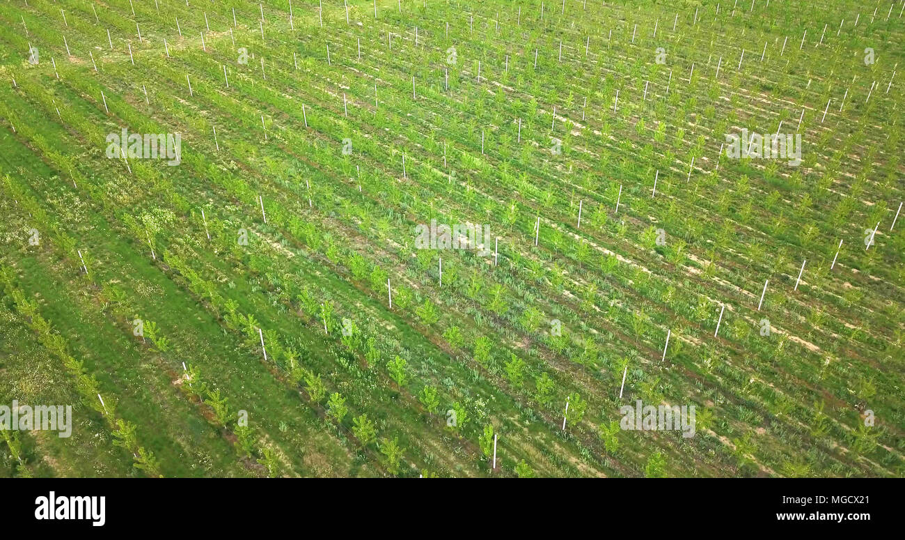 Floral orchards hi-res stock photography and images - Alamy
