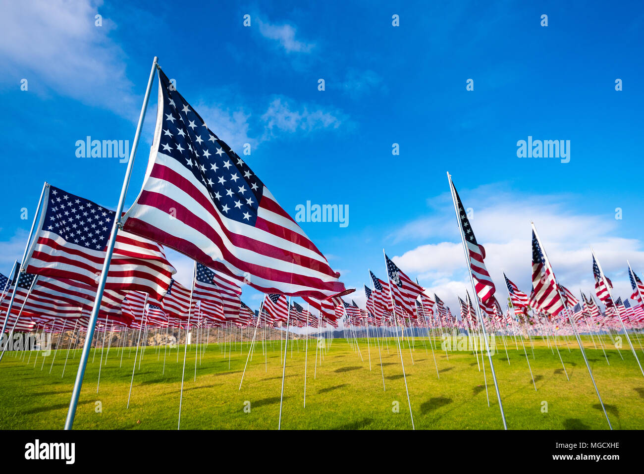 A field of hundreds of American flags. Commemorating veteran's day ...