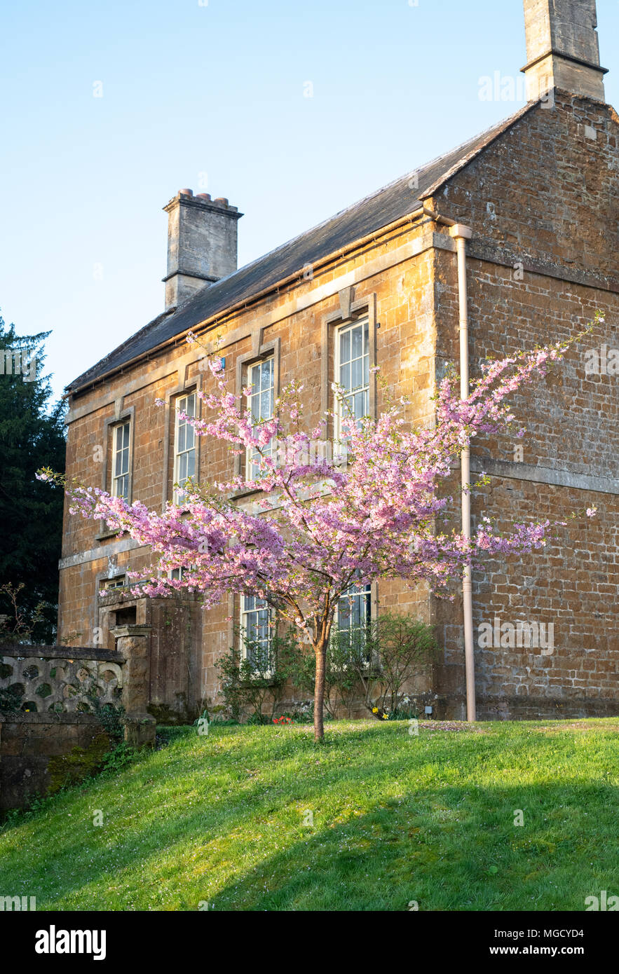 Cherry tree blossom in front of the vicarage in spring. Great Tew ...
