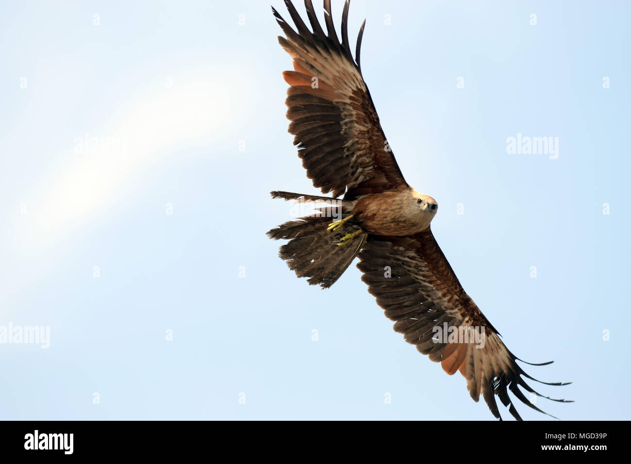 Suspected Black Kite (Milvus migrans) in flight above Cochin, India ...