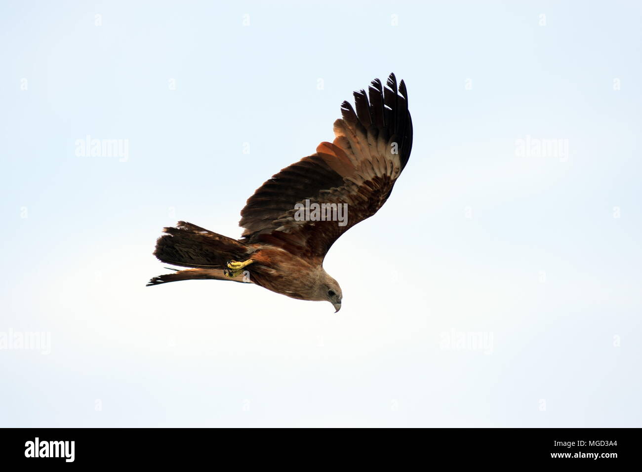 Suspected Black Kite (Milvus migrans) in flight above Cochin, India ...