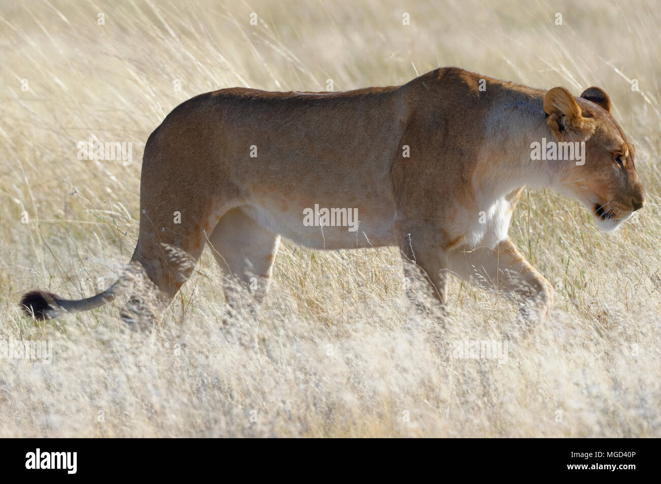 Lioness side profile wild hi-res stock photography and images - Alamy