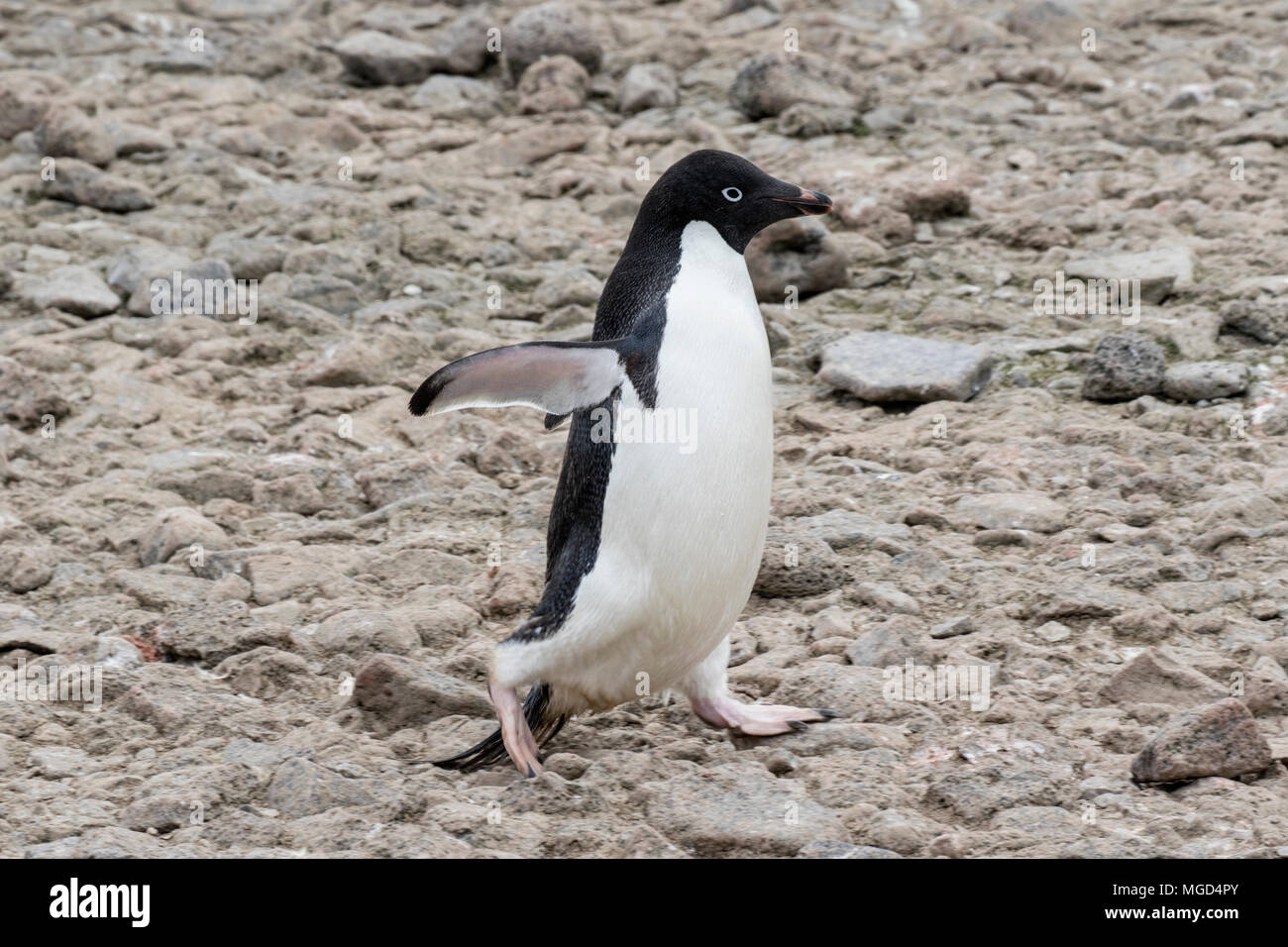 Adelie penguin Pygoscelis adeliae at breeding rookery or colony, Paulet ...