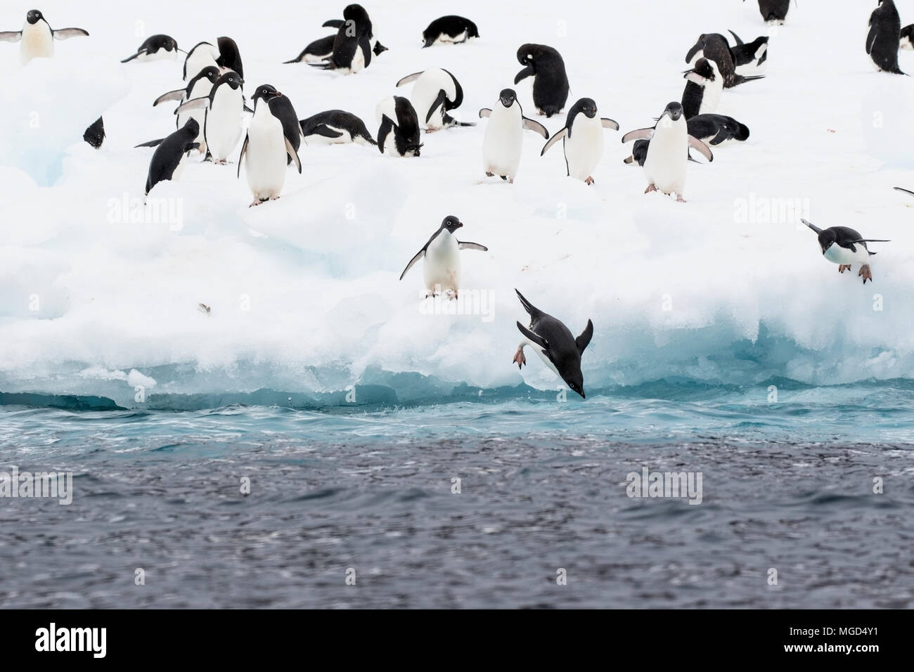 Adelie penguin Pygoscelis adeliae group of adults diving into sea from ...