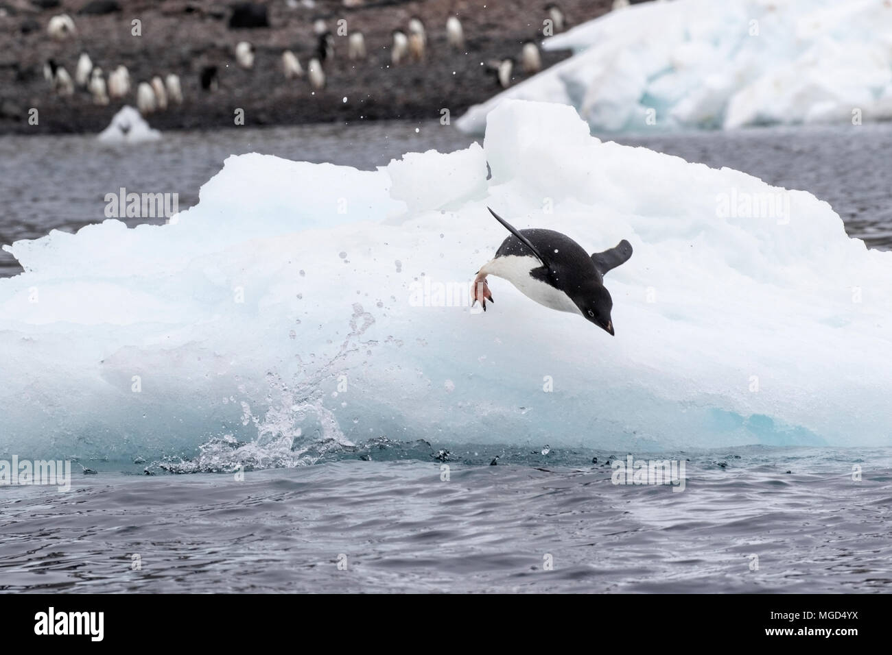 Adelie Penguin High Resolution Stock Photography and Images - Alamy