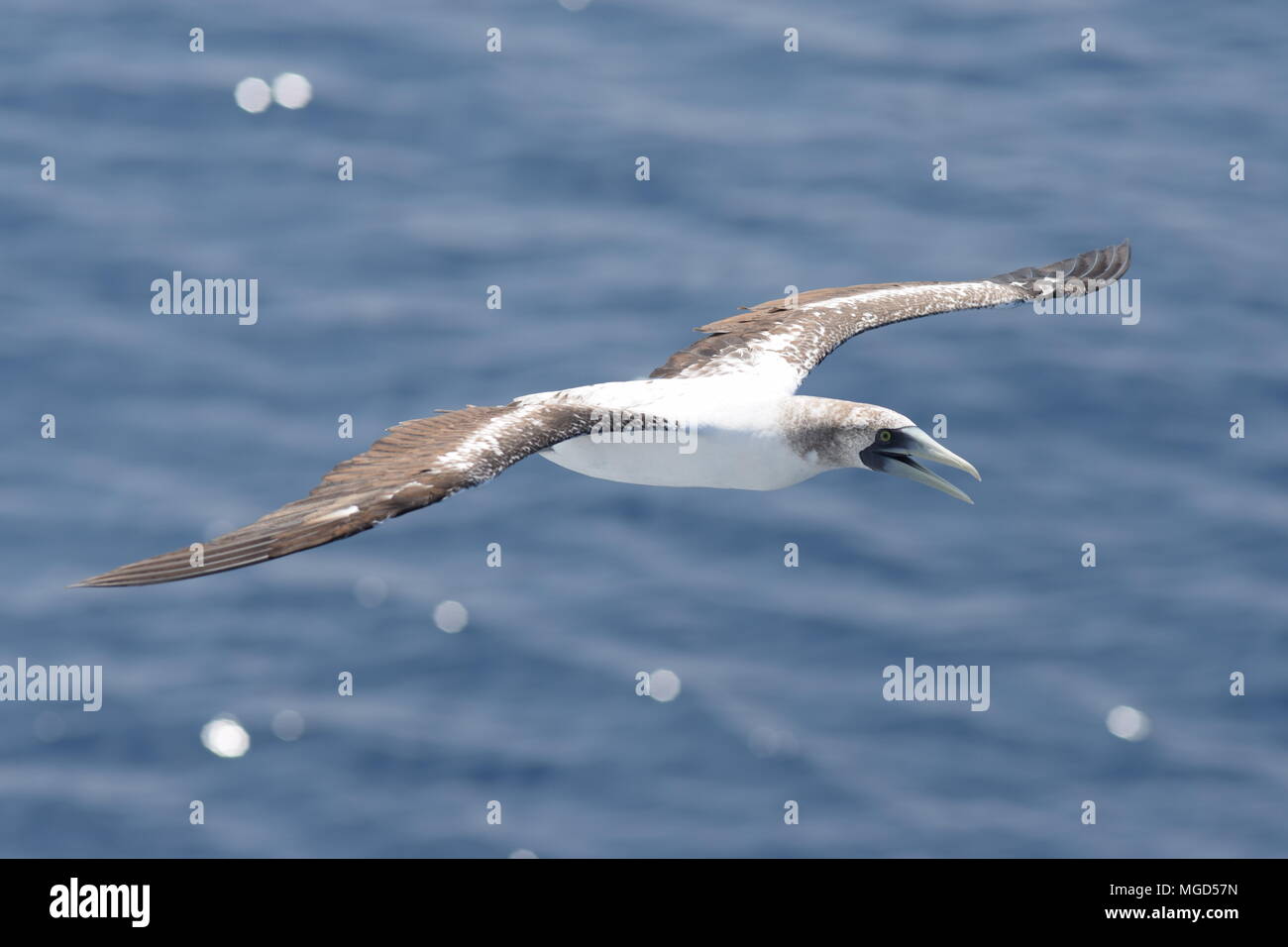 Sula Dactylatra (Masked Boobies) Arabian Sea April 2018 Stock Photo - Alamy