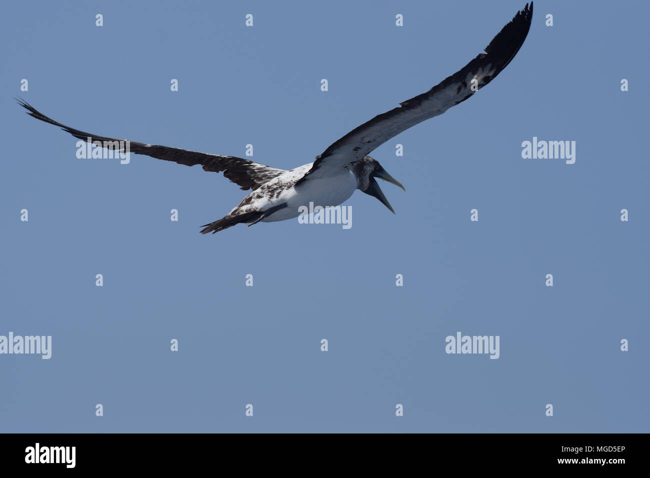 Masked booby diving hi-res stock photography and images - Alamy