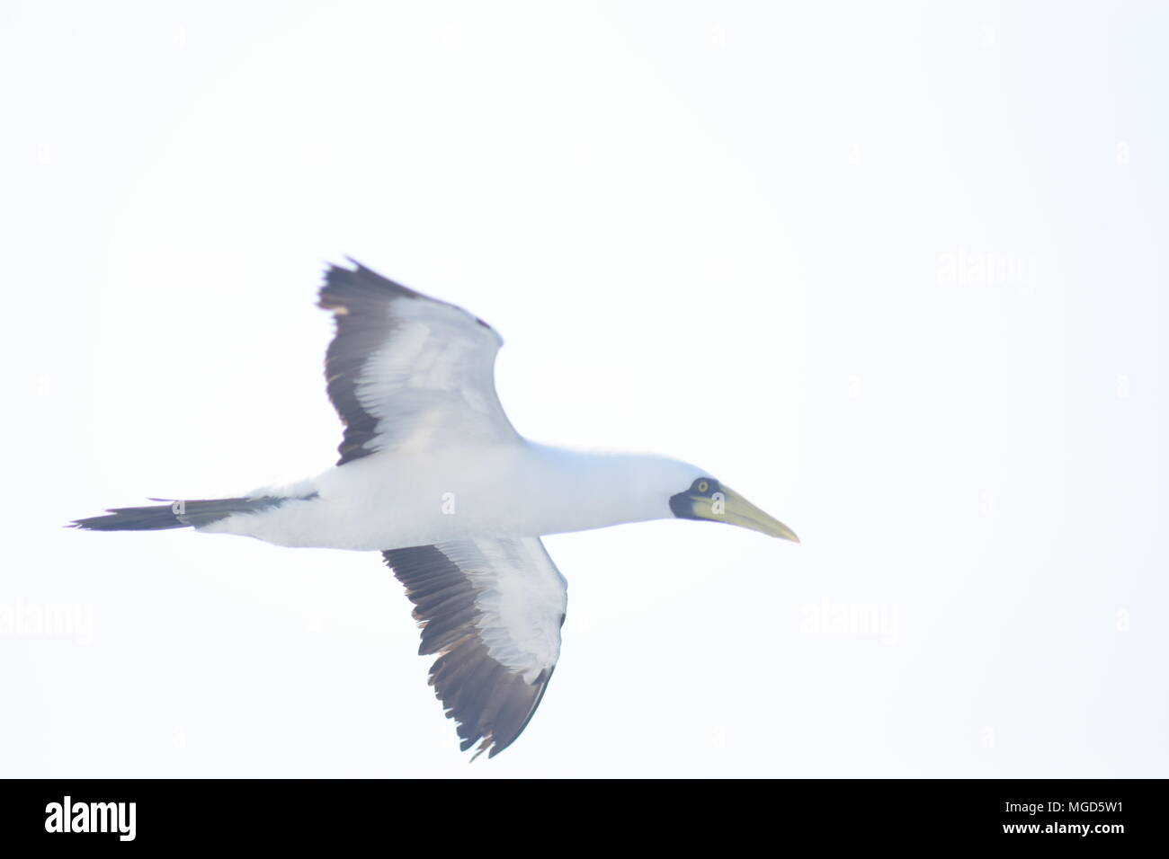 Sula Dactylatra (Masked Boobies) Arabian Sea April 2018 Stock Photo - Alamy