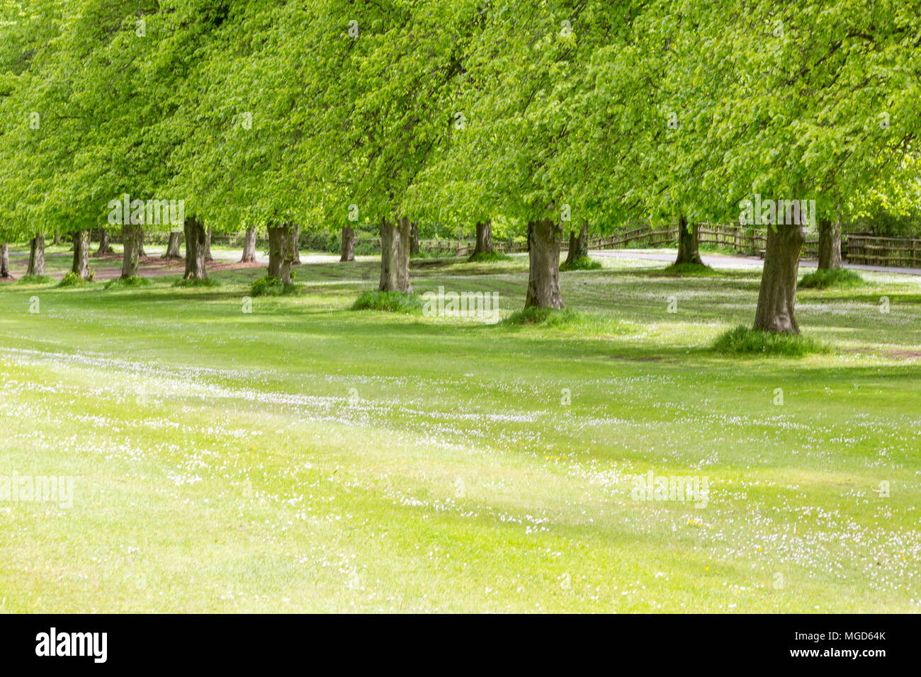 Belfast/N. Ireland - May 31, 2015: Trees line the Prince of Wales ...