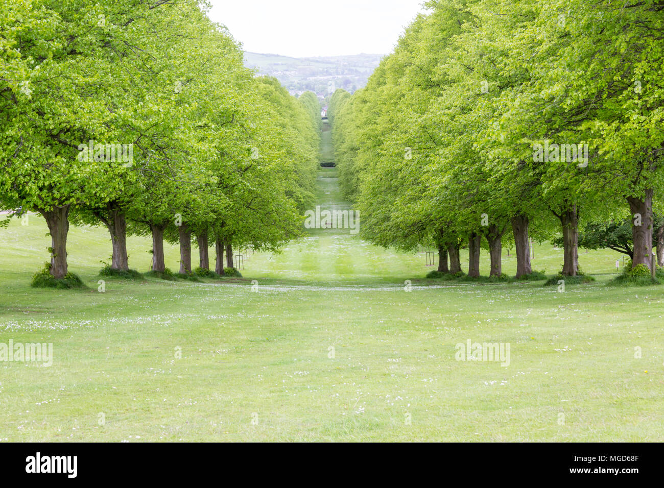 Belfast/N. Ireland - May 31, 2015: Trees line the Prince of Wales ...