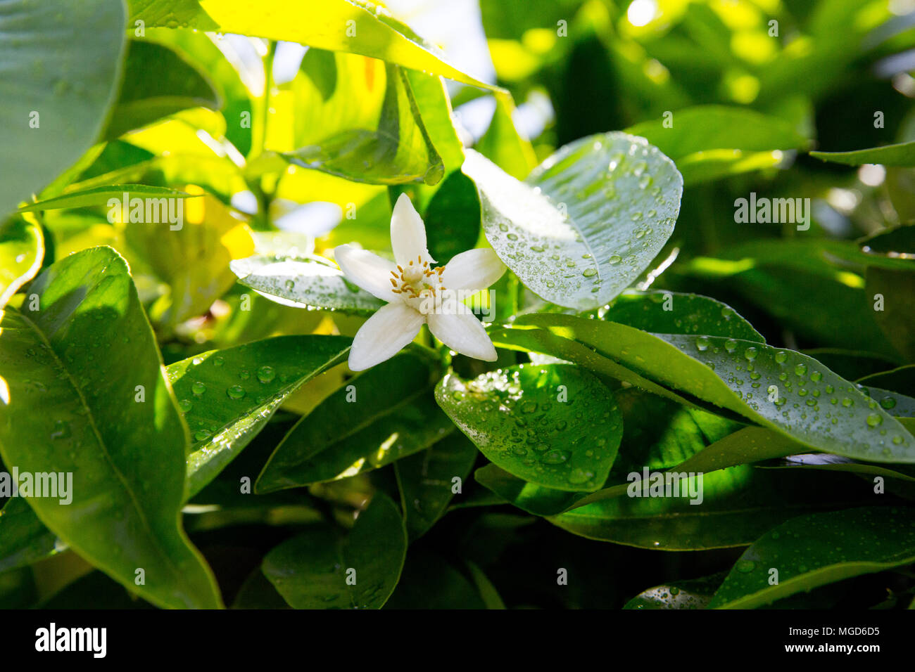 Neroli flower hi-res stock photography and images - Alamy