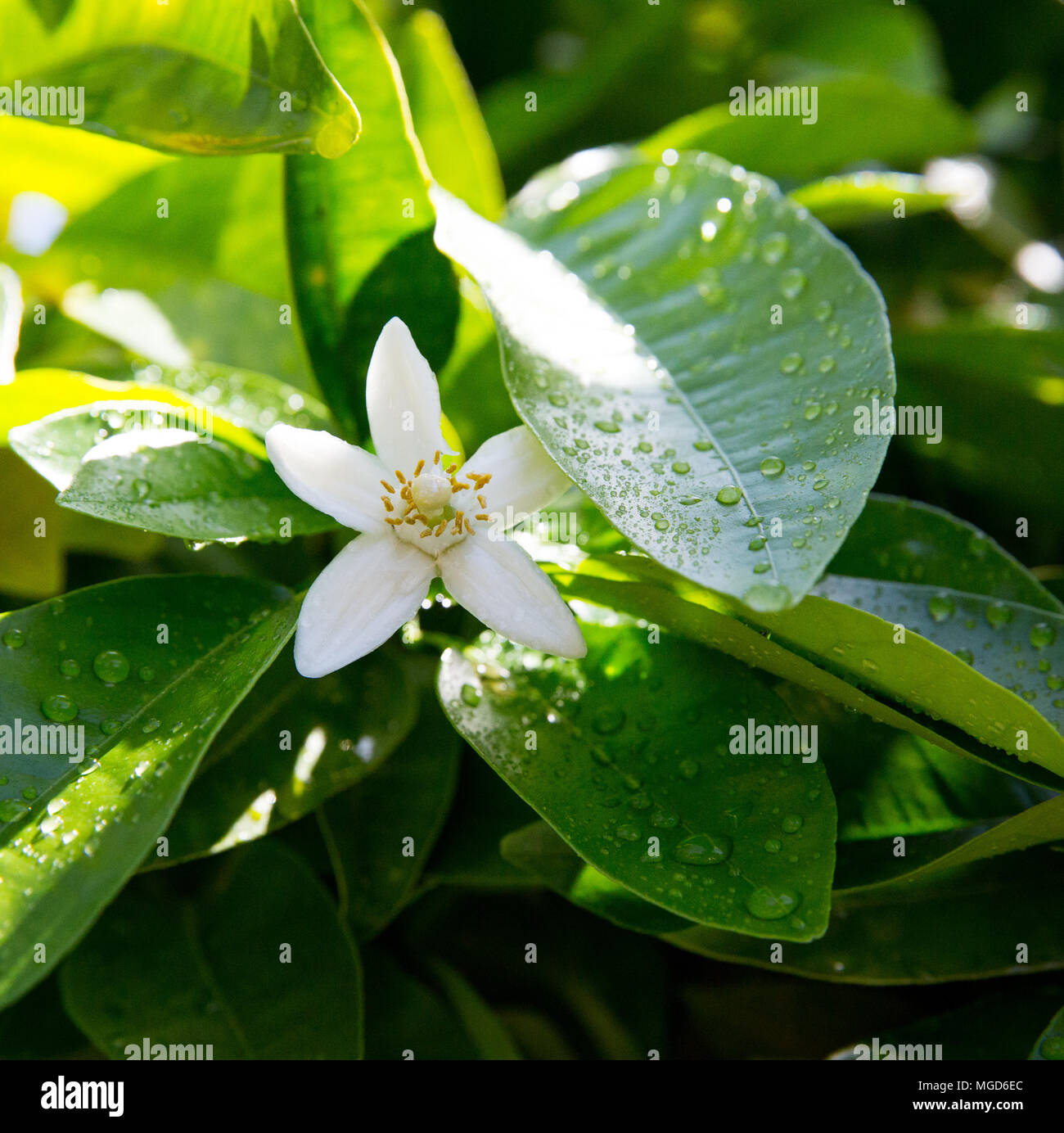 Neroli flower leaves hi-res stock photography and images - Alamy