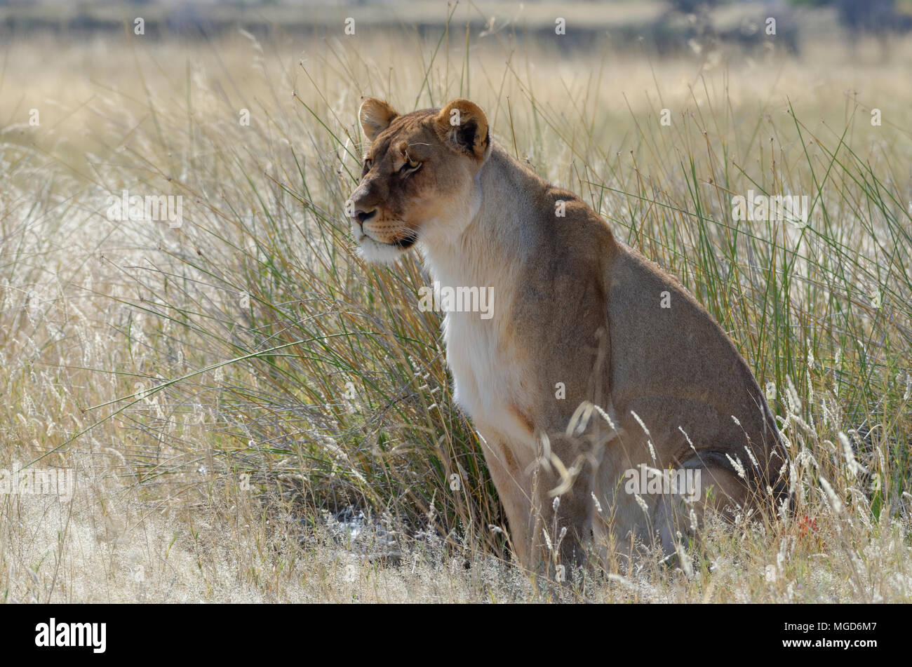 Lioness sitting side view hi-res stock photography and images - Alamy