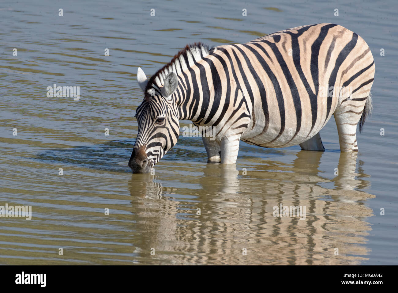 Zebra In Water High Resolution Stock Photography and Images - Alamy
