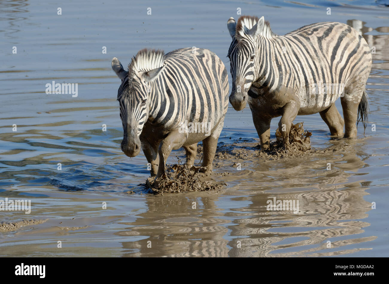 Two zebras full view hi-res stock photography and images - Alamy