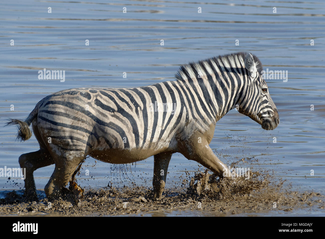 Zebra crossing outdoors hi-res stock photography and images - Alamy
