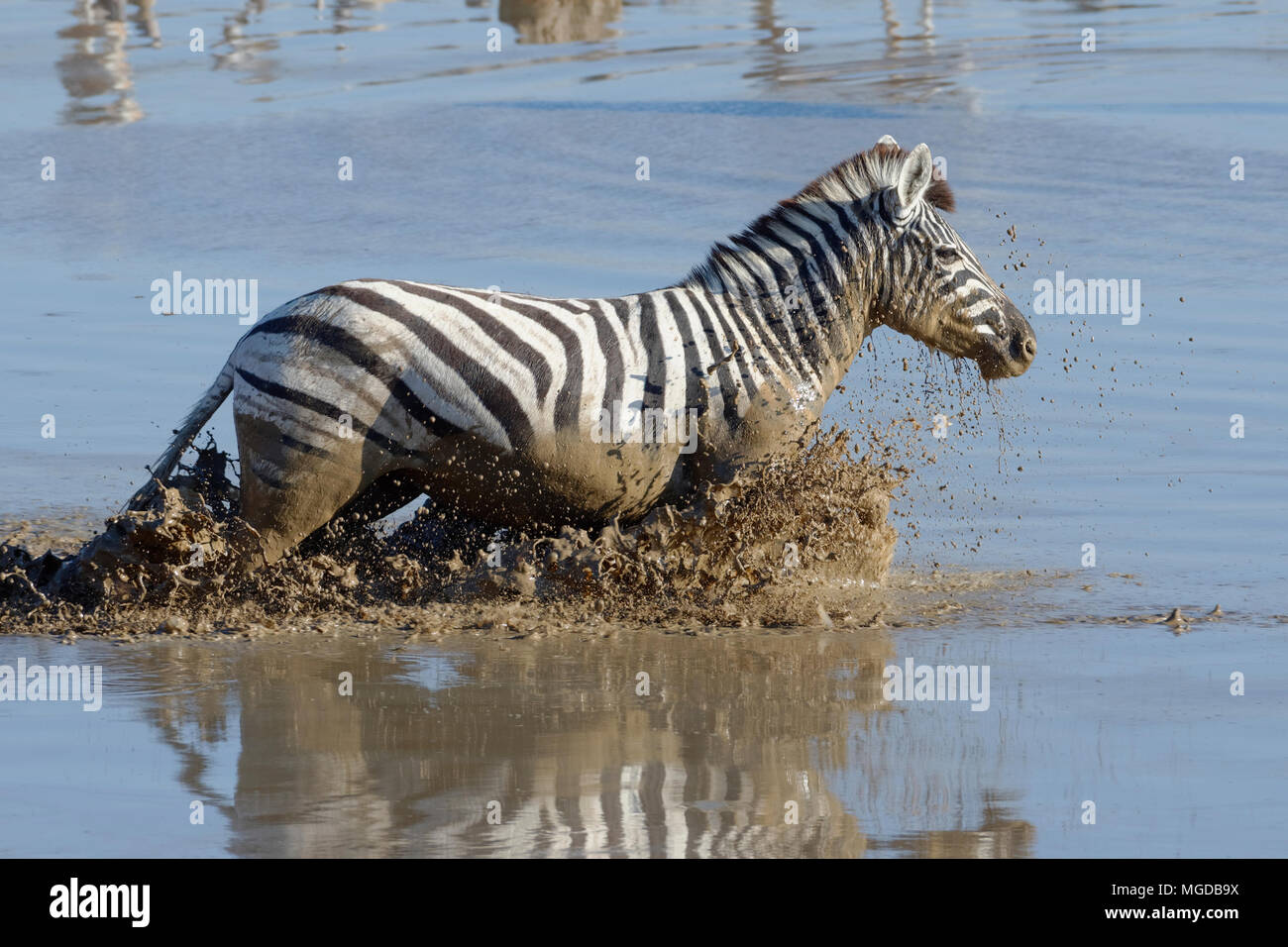 Namibia zebra crossing hi-res stock photography and images - Alamy