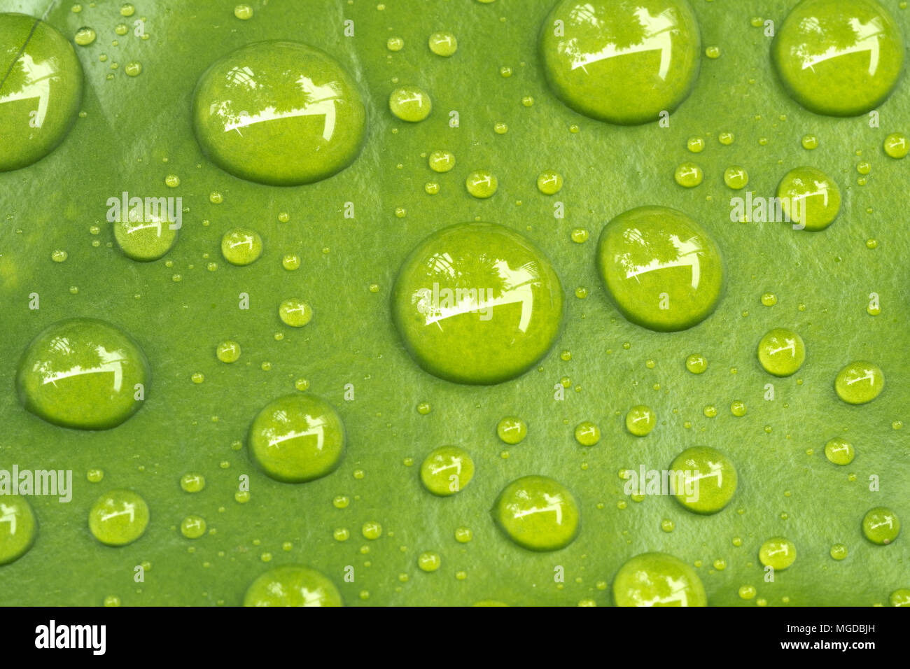 Water droplets on leaves Stock Photo - Alamy