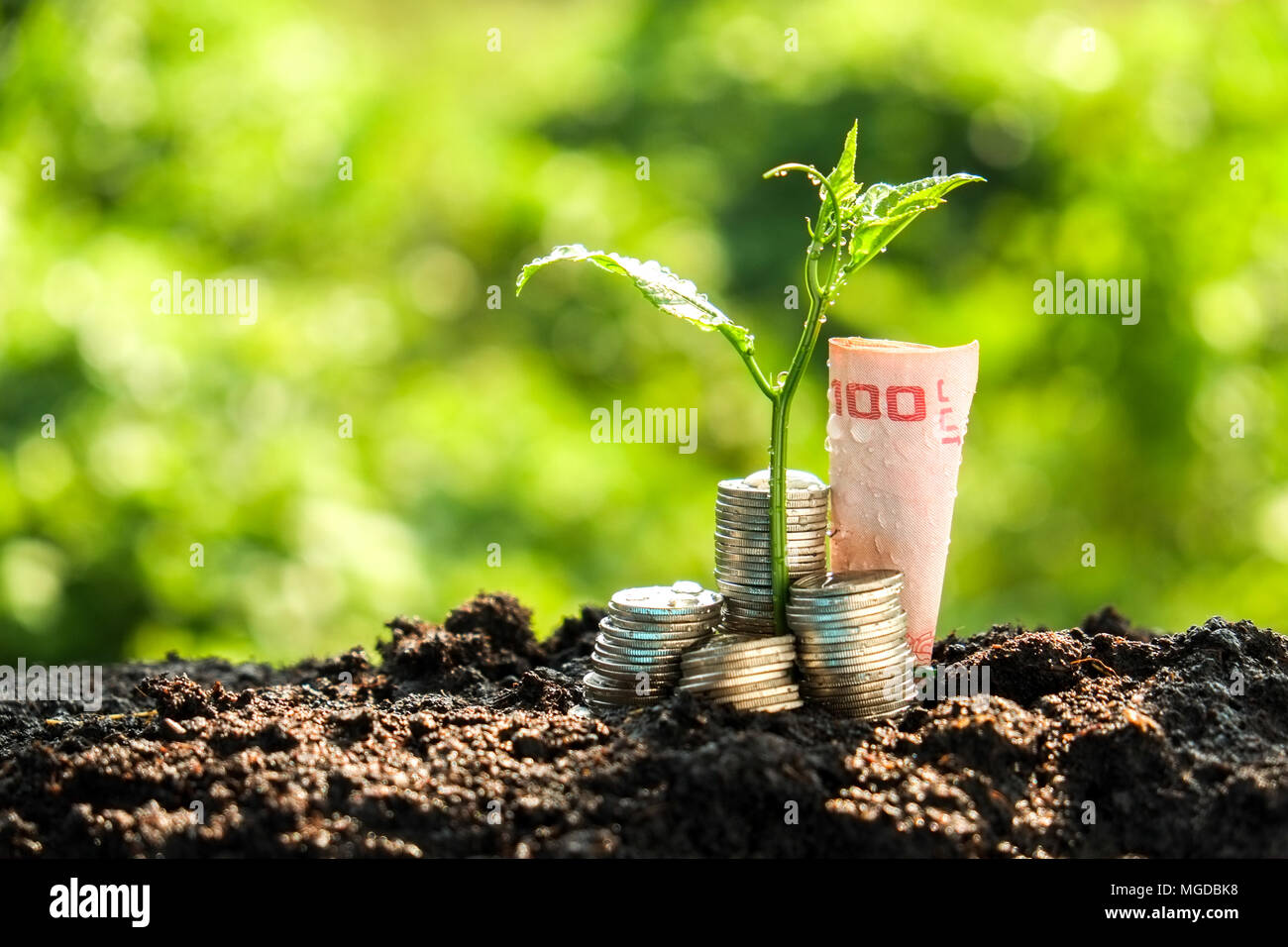 Money growth concept plant growing out of coins Stock Photo - Alamy
