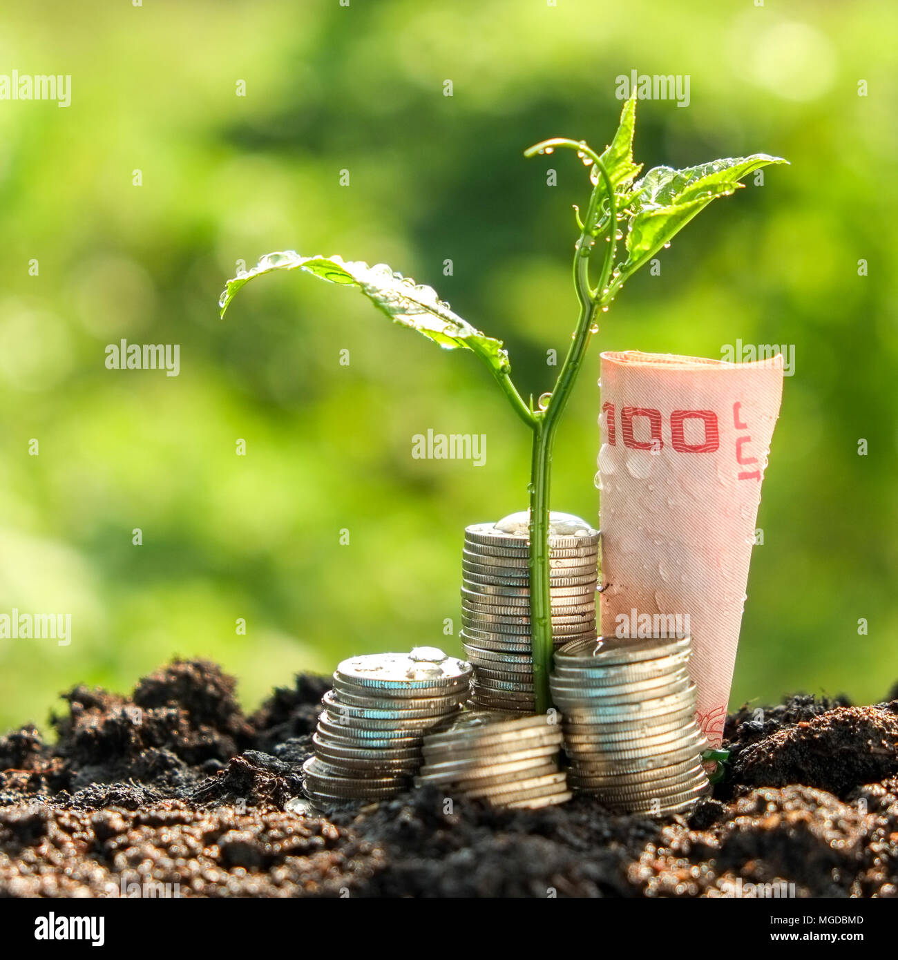 Money growth concept plant growing out of coins Stock Photo