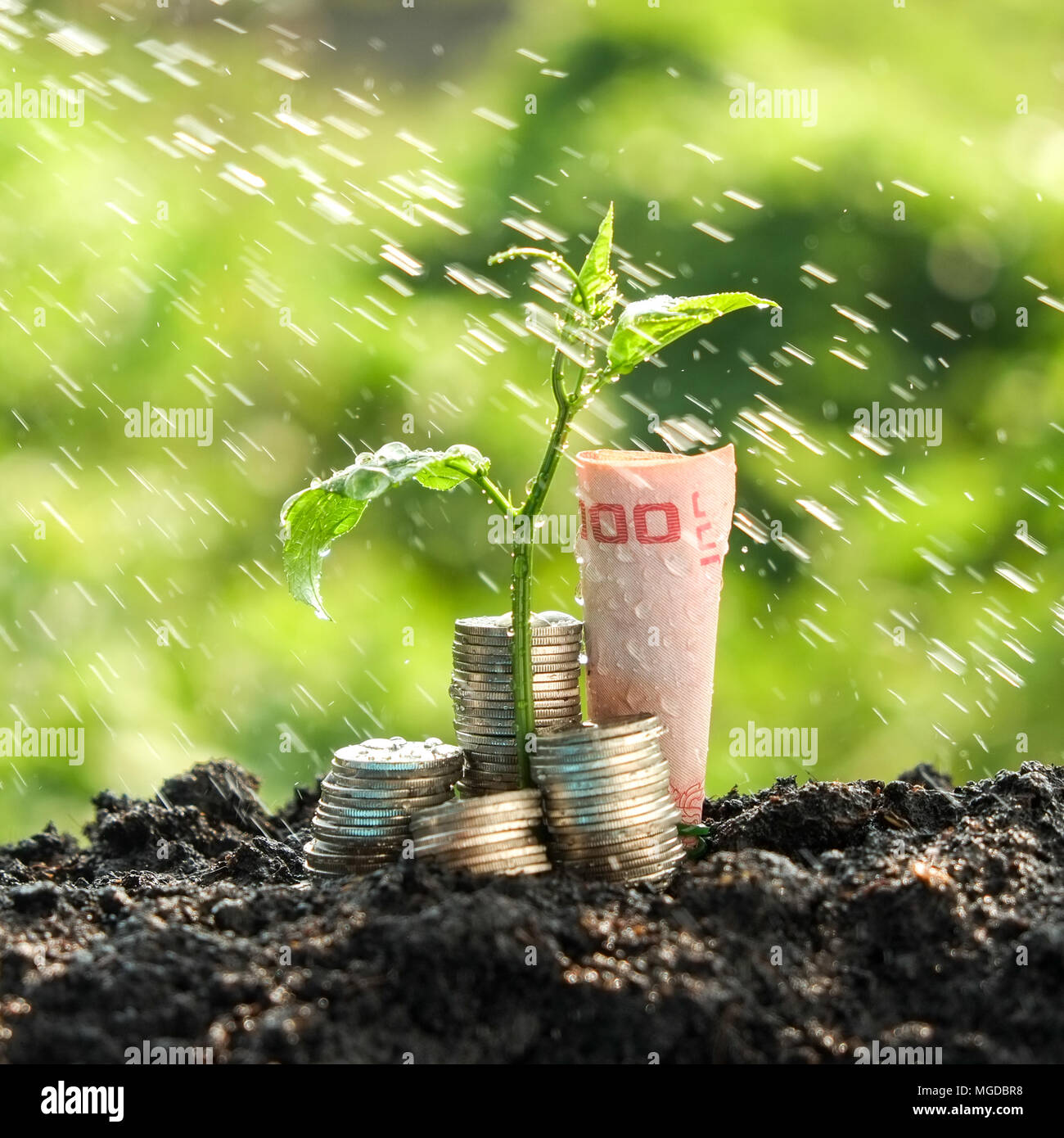 Money growth concept plant growing out of coins Stock Photo - Alamy