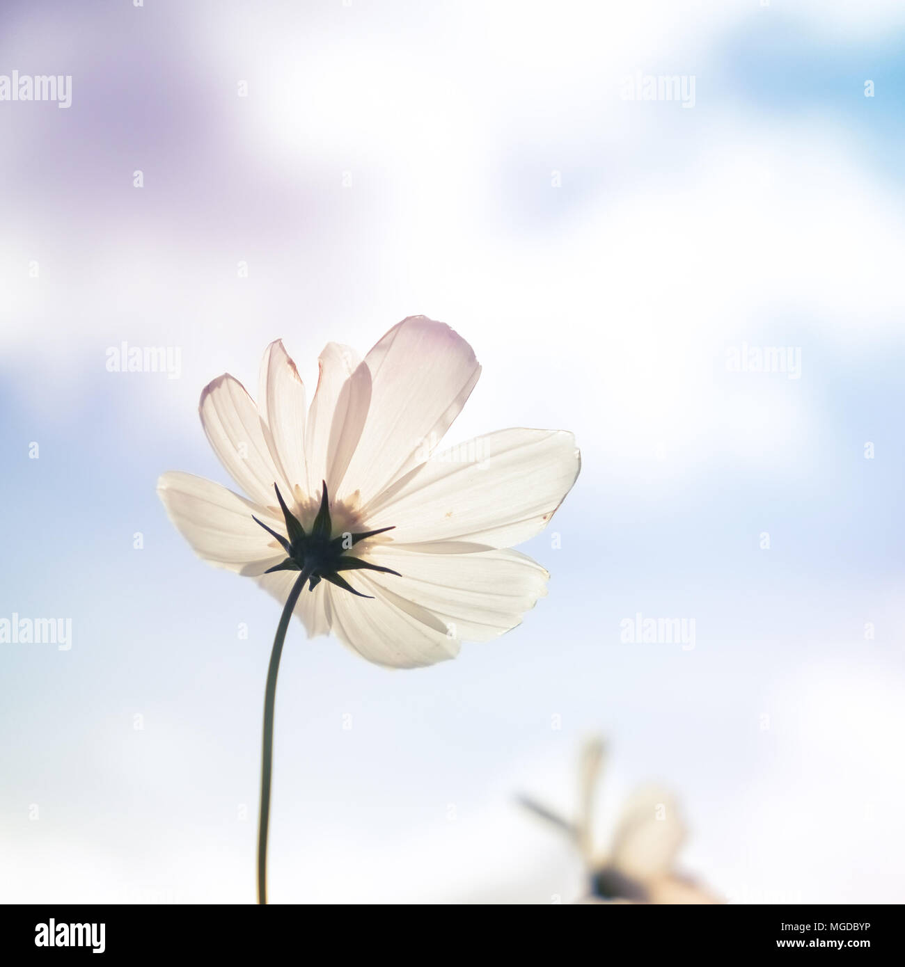 flowers with filter effect retro vintage style Stock Photo - Alamy