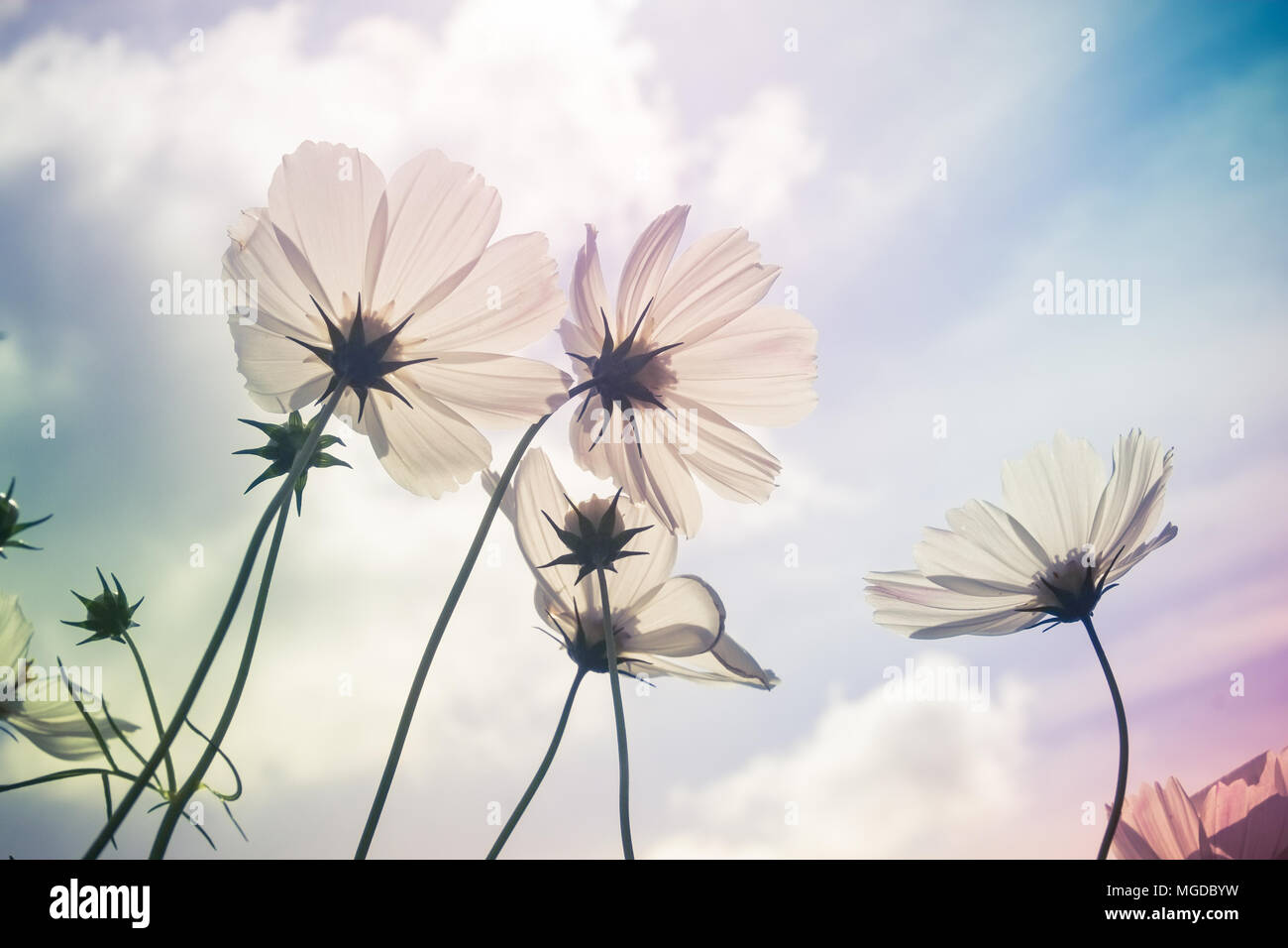 flowers with filter effect retro vintage style Stock Photo - Alamy
