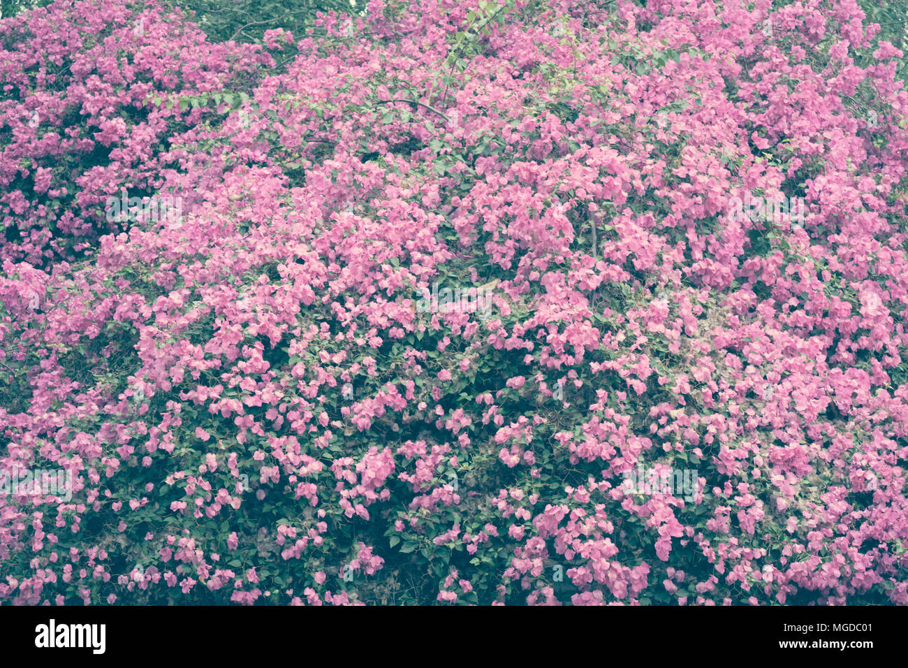 flowers with filter effect retro vintage style Stock Photo - Alamy
