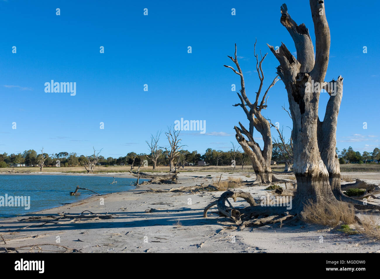 The dead red gum trees in the drought affected lake bonney in barmera ...
