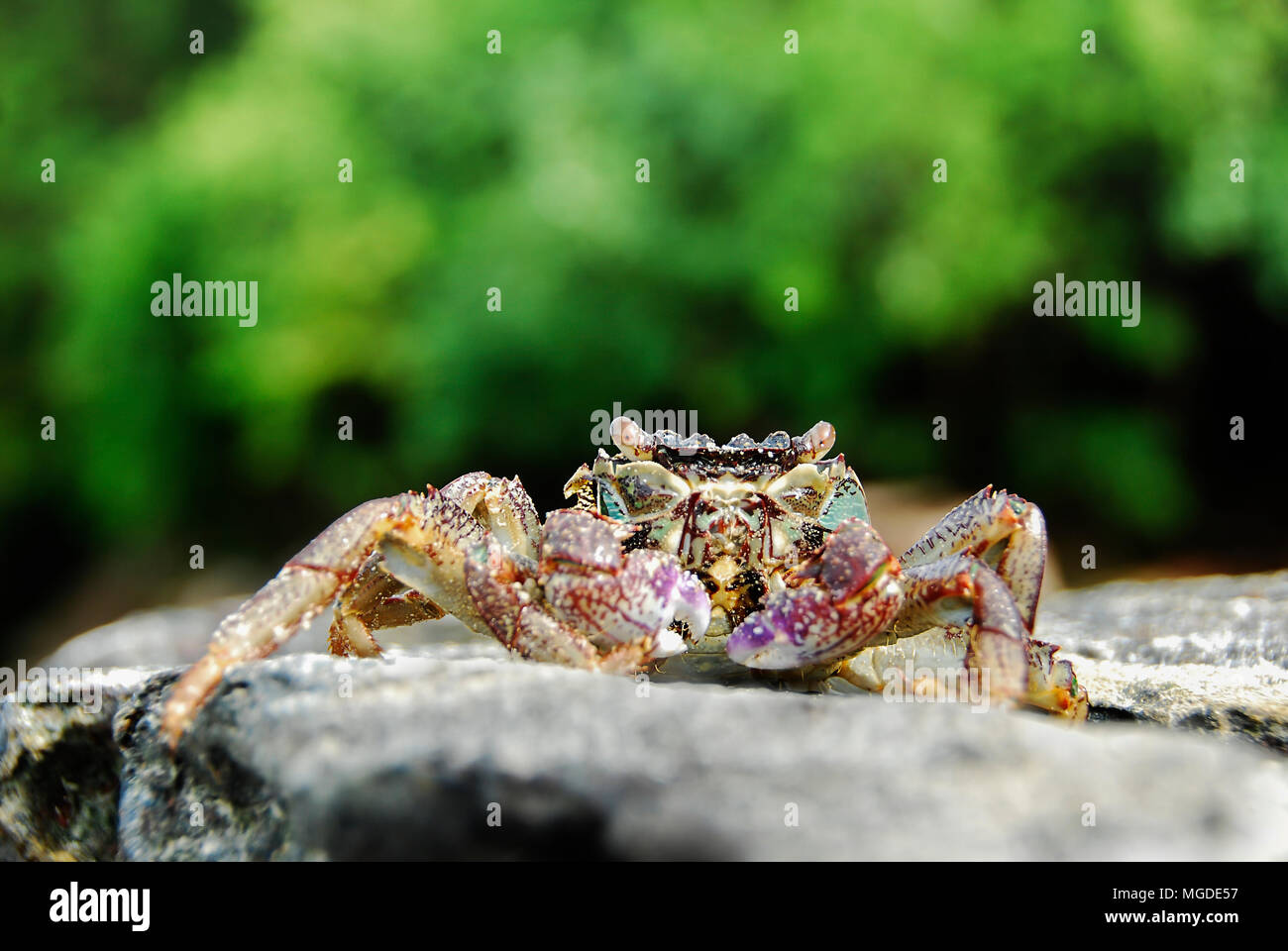 Decapods hi-res stock photography and images - Alamy