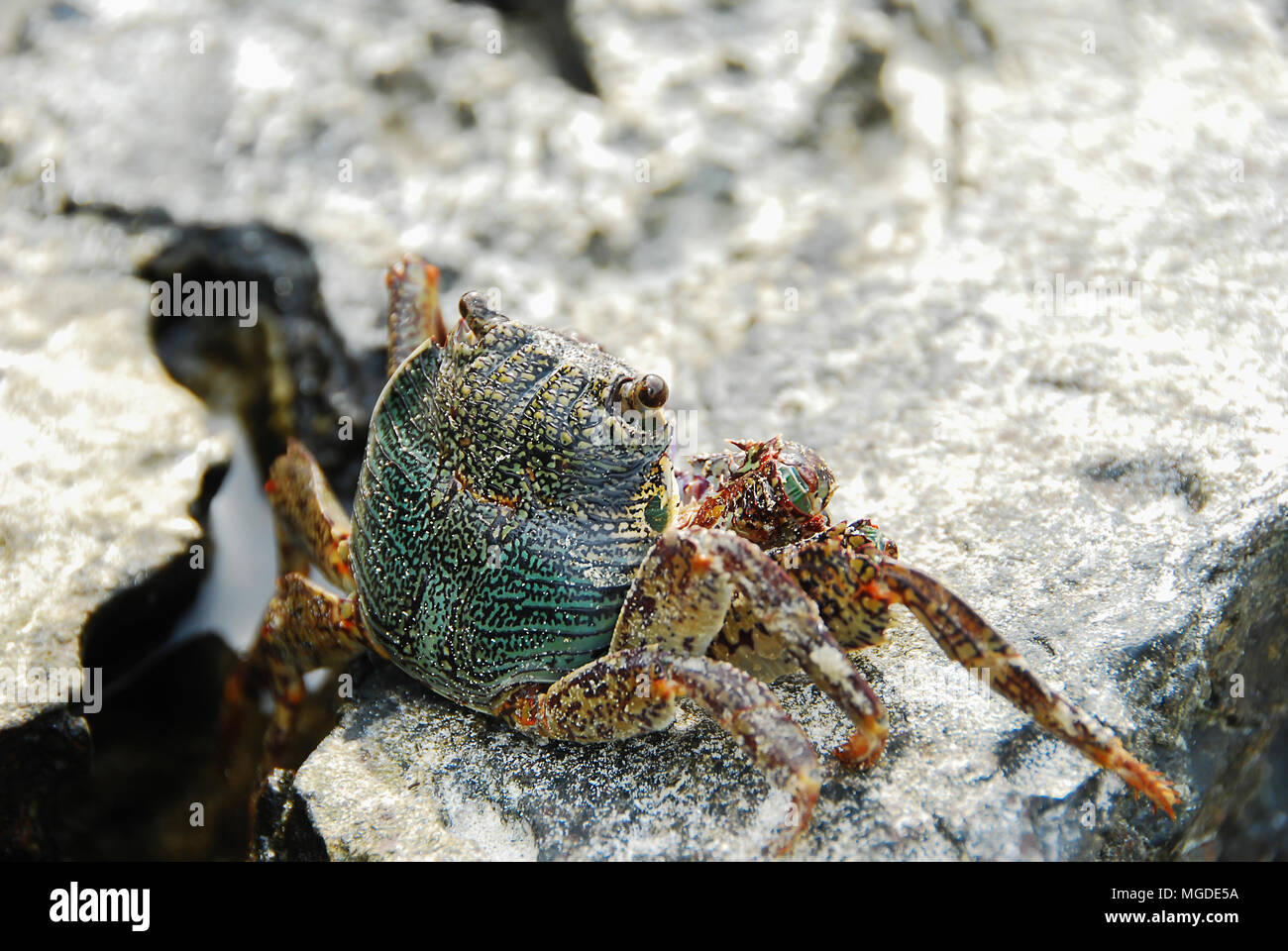 Decapods hi-res stock photography and images - Alamy