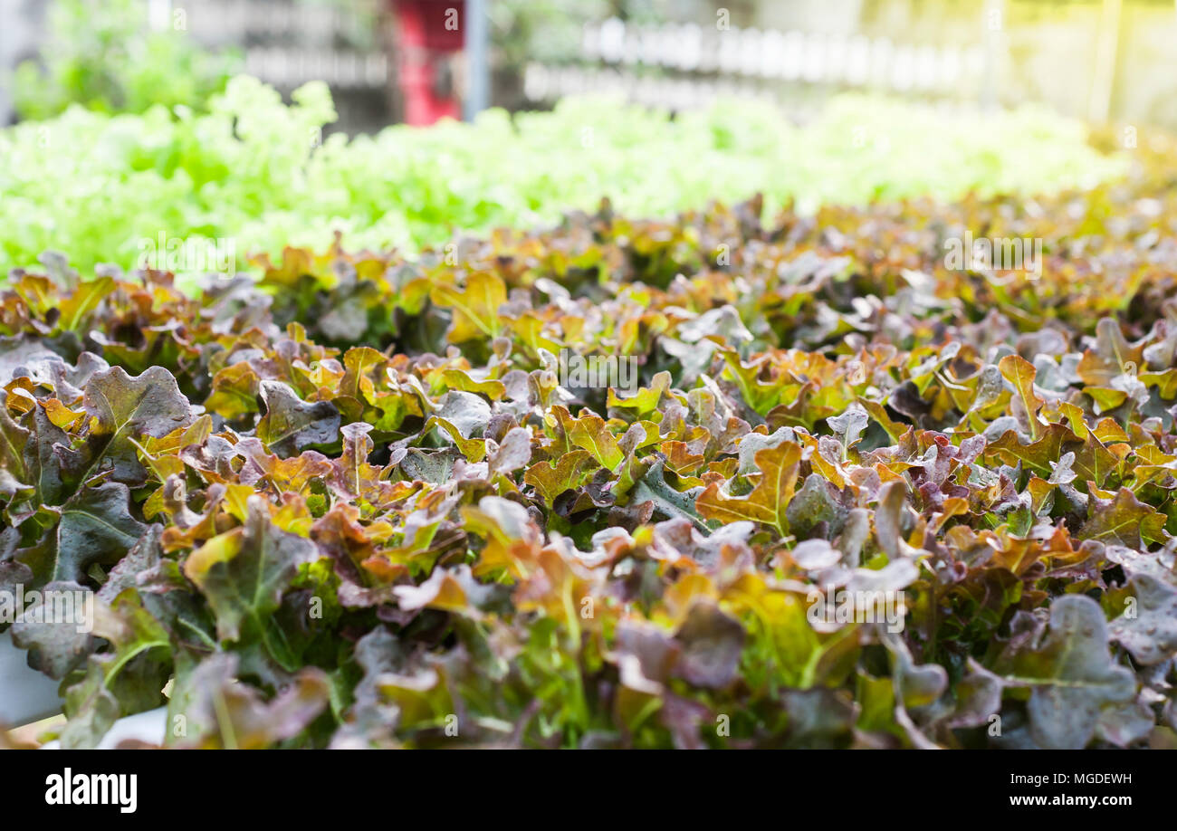 Aeroponics hi-res stock photography and images - Alamy