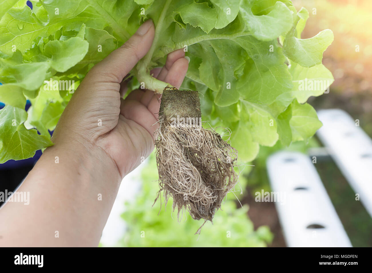 Hydroponics roots hi-res stock photography and images - Alamy