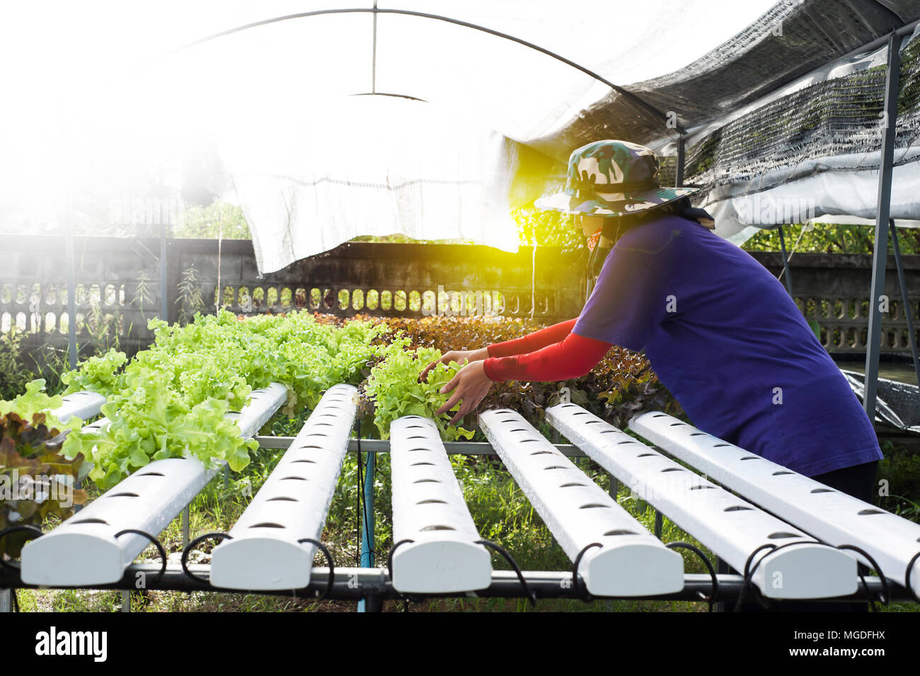 Hydroponics method of growing plants, in water, without soil ...